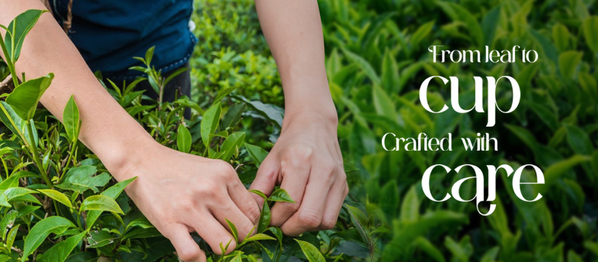 Gourmet Tea, Pure Indian Tea - Premier's Tea